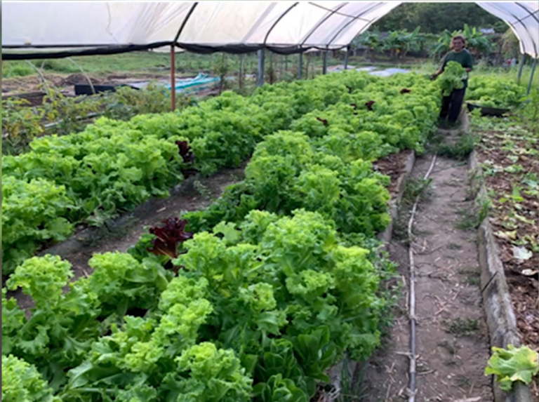 JPIC Prayer Guide – Season of Creation 2024 – RSCJ International